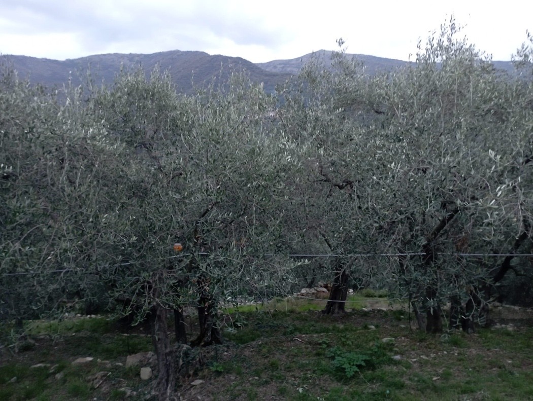 L'oliveto dimostrativo in novembre - Consorzio di Tutela Olio DOP ...